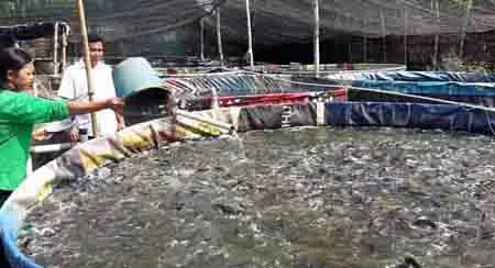 Budidaya Ikan Lele Dari Proses Hingga Keuntungannya