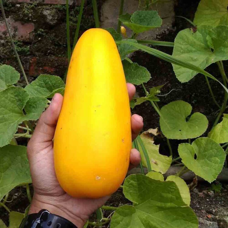 Khasiat Timun Suri Dan Blewah, Bermanfaat dan Sangat Menyegarkan