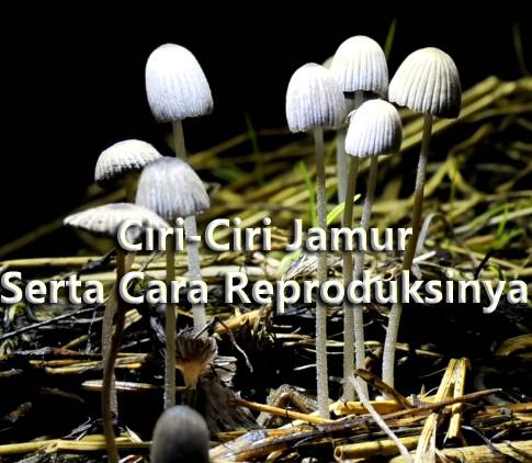 Ciri-Ciri Jamur Serta Cara Reproduksinya